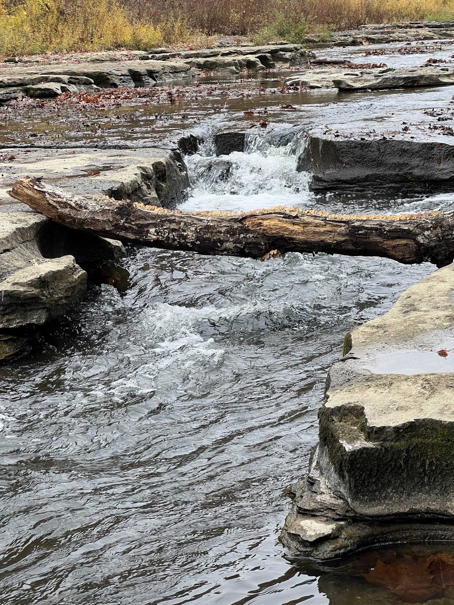 Home - Stream and Timber