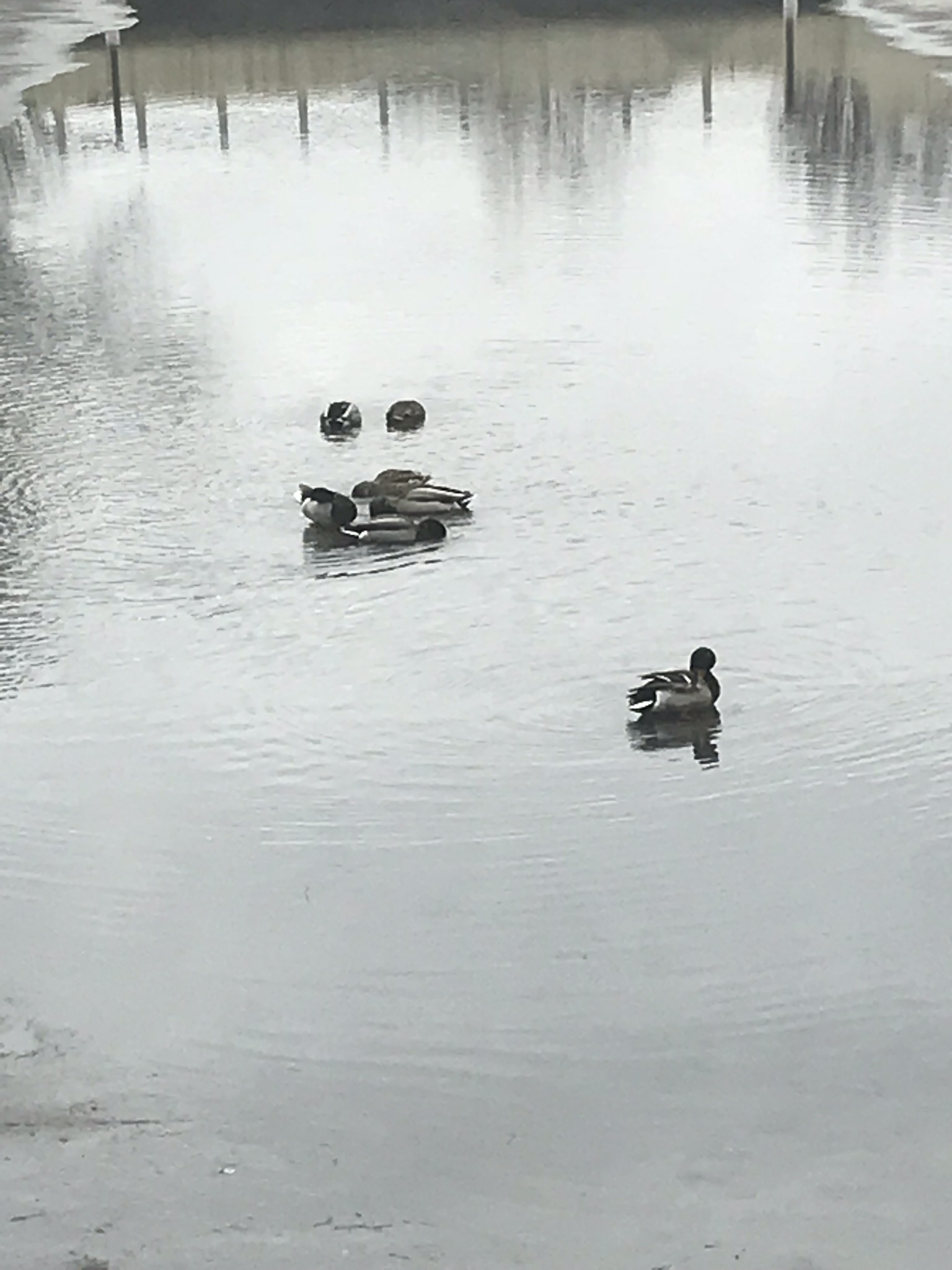 The magic of motion in your waterfowl decoy spread - Stream and Timber