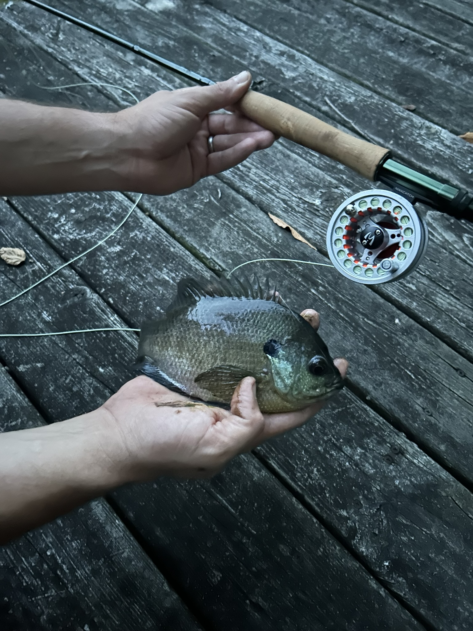 How to Start Fly Fishing for Any Species - Stream and Timber